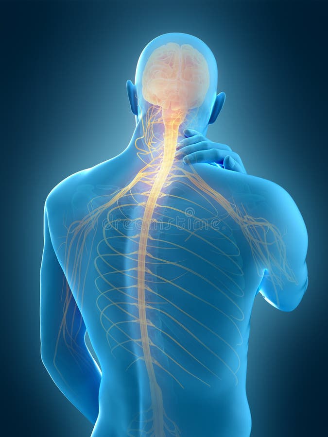 Los nervios del cuello stock de ilustración. Ilustración de humano ...