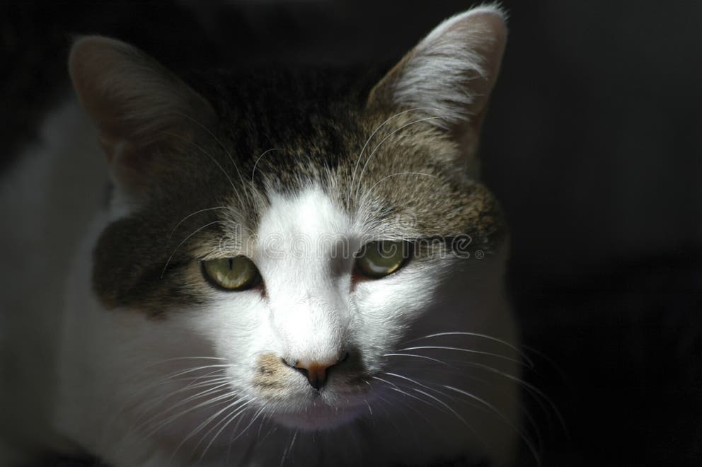 Dolorous stock image. Image of loneliness, sadness, spotlight - 842963