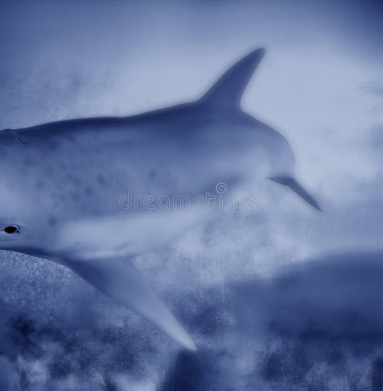 955 Dolphin Texture Stock Photos - Free & Royalty-Free Stock Photos ...