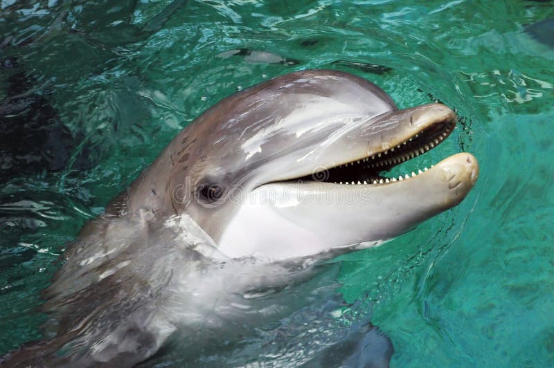 Dolphin stock image. Image of dolphin, agility, elegance - 4637