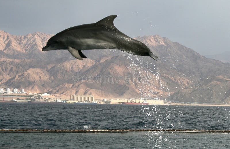 Dolphin flight #2 stock image. Image of south, africa, mammel - 211189