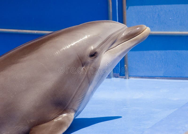 Dolphin jumping in the sea stock image. Image of swim - 10638567