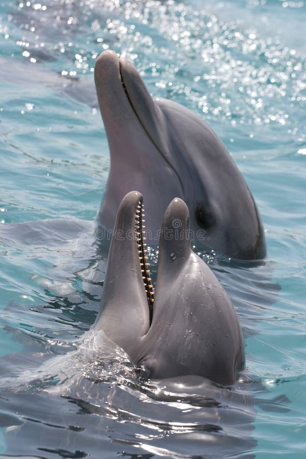 Dolphin stock image. Image of water, smart, dolphin, open - 1180085