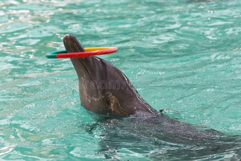 The dolphin stock image. Image of hoop, game, travel - 11822485