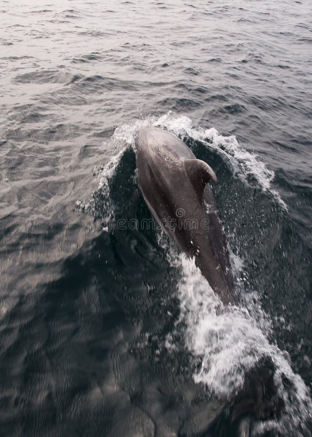 Dolphin stock image. Image of boat, dolphin, navigation - 12219641