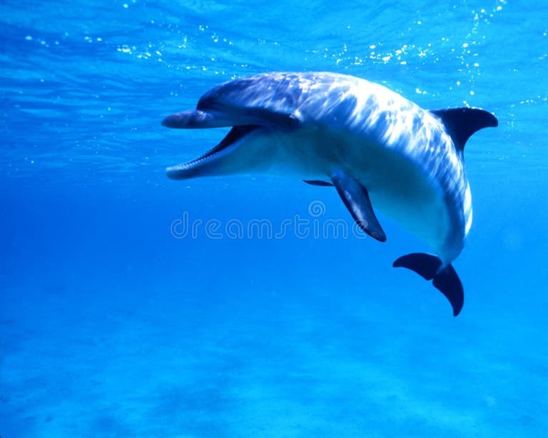 Dolphin stock image. Image of dolphin, shipping, ocean - 12280807