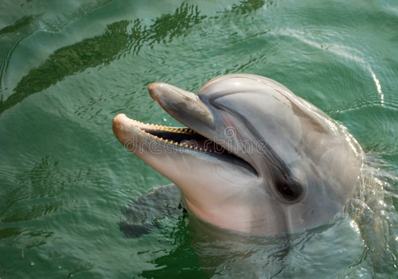 Laughing dolphin stock image. Image of creature, background - 143579345