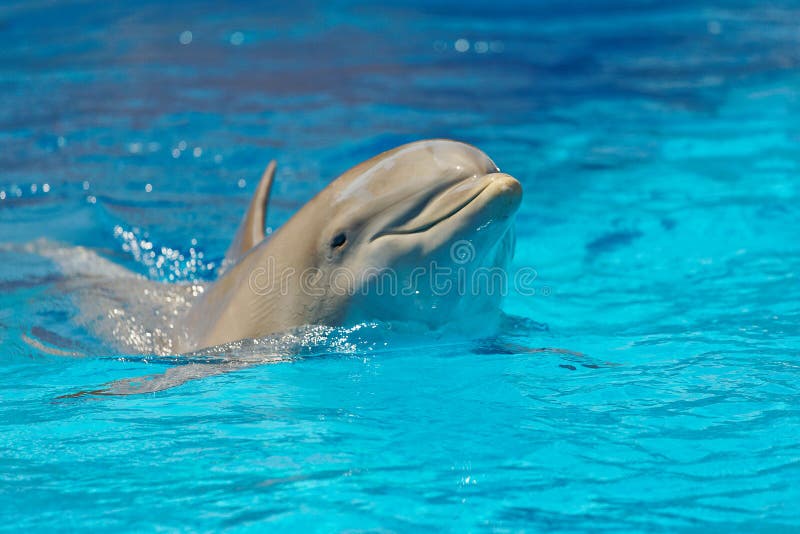 Dolphin stock image. Image of aquatic, dolphin, mammal - 13117859