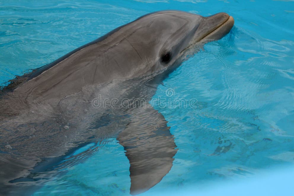 Dolphin stock photo. Image of mouth, summer, blue, ripple - 13478584