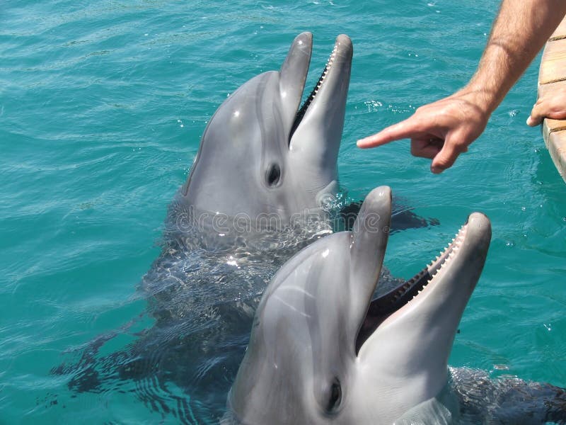 Bottlenose Dolphin Pair stock image. Image of water, dolphin - 18357375