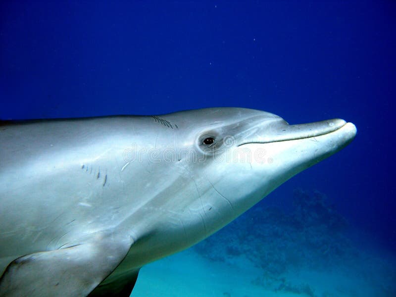 4,853 Red Dolphin Stock Photos - Free & Royalty-Free Stock Photos from ...