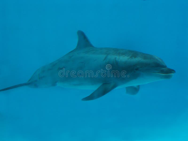 Dolphin stock photo. Image of cheerful, mouth, dolphin - 1751078