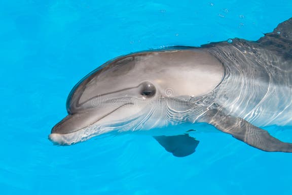 Dolphin editorial image. Image of column, relaxation - 18906550