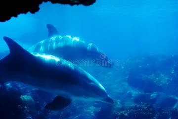 Dolphin 2 stock photo. Image of pool, dolphin, aquatic - 904540