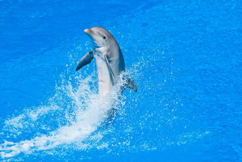 Dolphin splashing stock image. Image of trained, swimming - 6879785