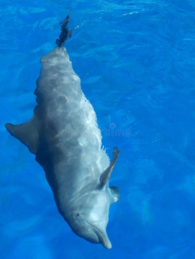 Dolphin flight #2 stock image. Image of south, africa, mammel - 211189