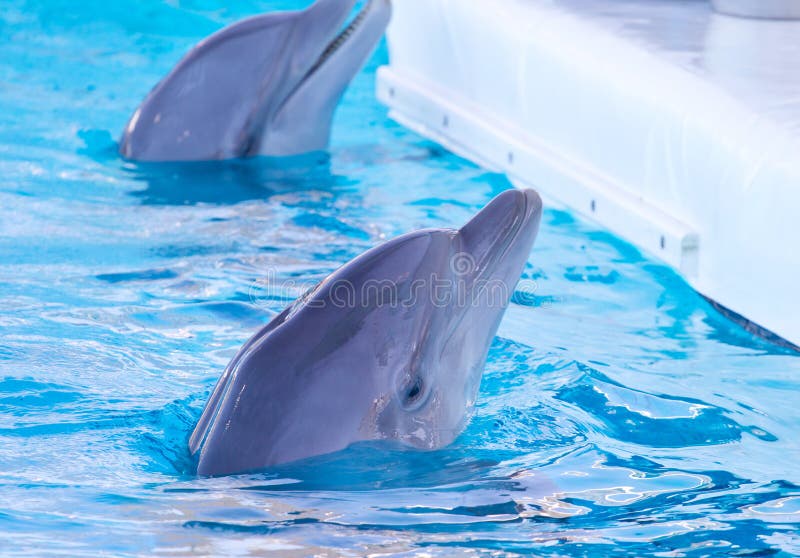 Dolphin stock image. Image of deep, dolphin, nature, atlantic - 25455721