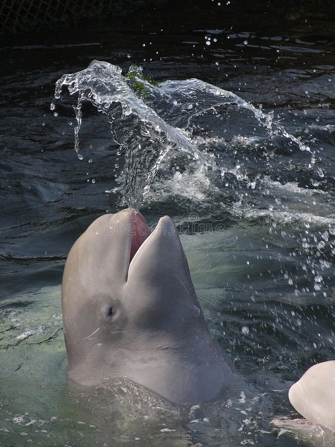 Dolphin stock image. Image of cute, mouth, nose, lion - 2806139