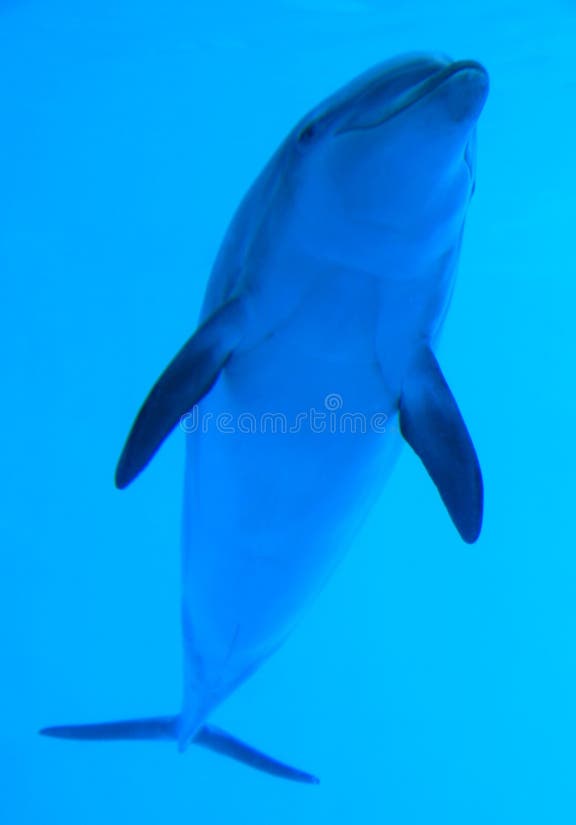 Dolphin stock photo. Image of diving, porpoises, harbor - 2852468