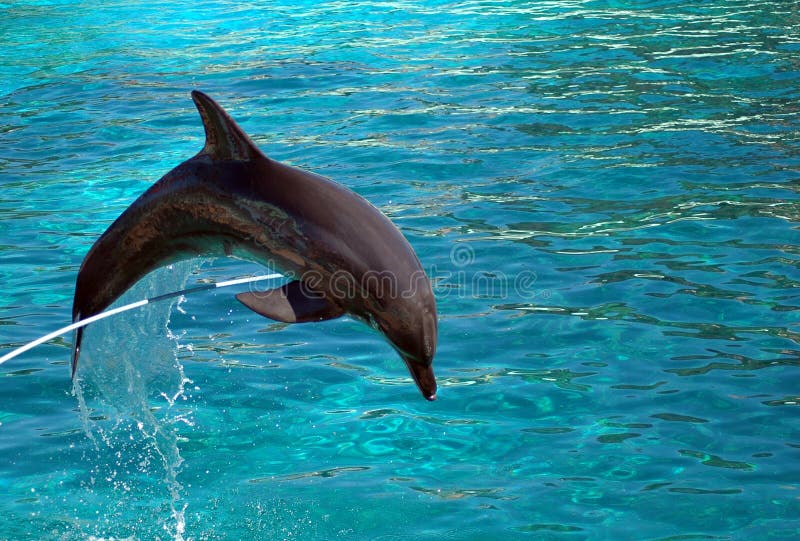Dolphin splash stock photo. Image of animals, drop, land - 9711070