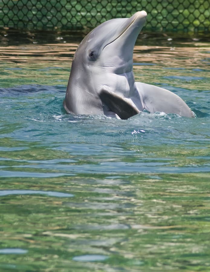 Gliding dolphin stock image. Image of copy, animal, nature - 30960719