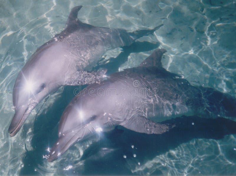 Dolphin stock image. Image of couple, shiny, aquarium, sunburst - 750957