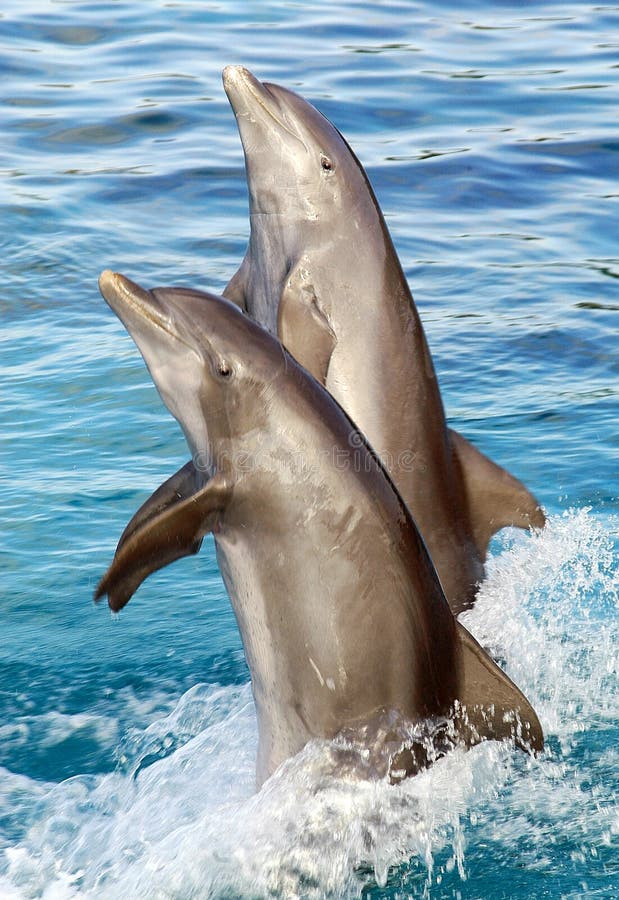 Dolphin Splash stock photo. Image of stunt, show, splash - 1863754