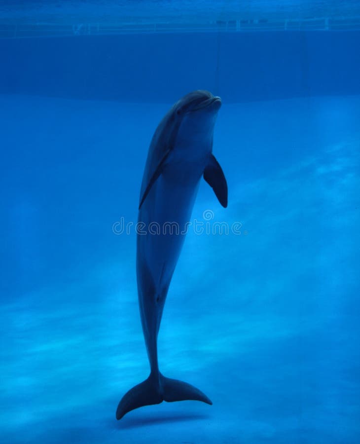 Dolphin in aquarium stock image. Image of tail, mammal - 7011075