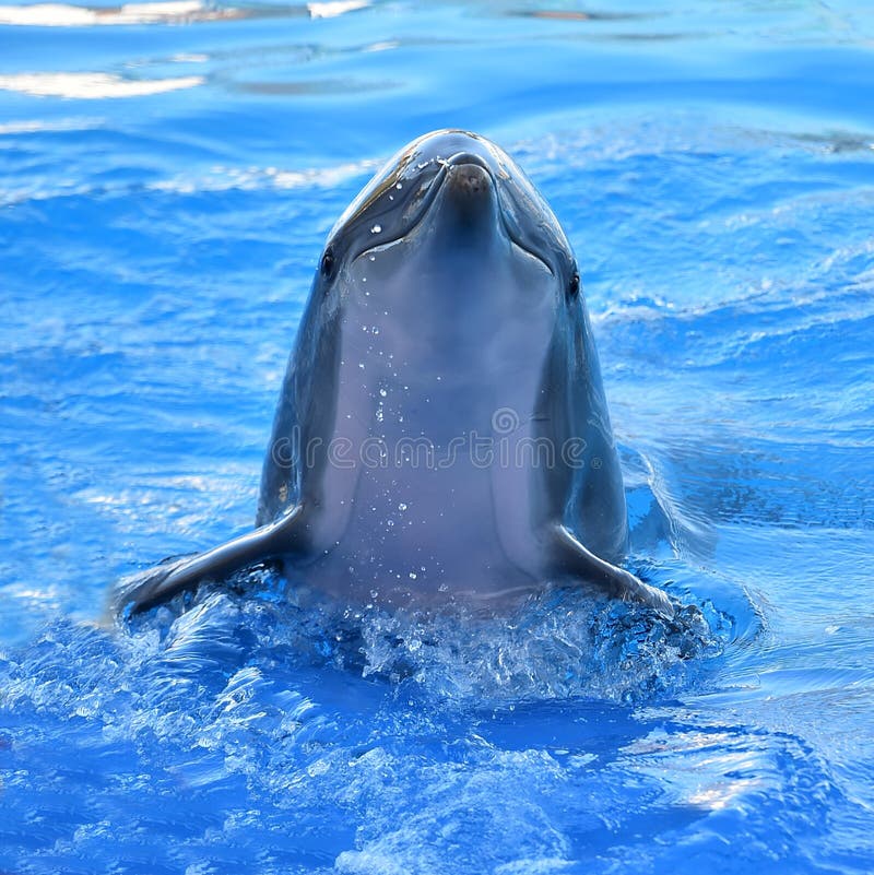 Dolphin in the aquarium stock image. Image of ocean - 125776095