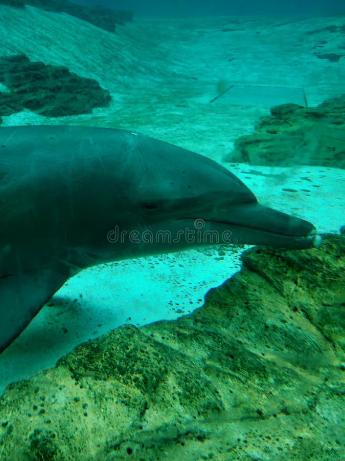 Dolphin in aquarium stock image. Image of underwater - 191578785