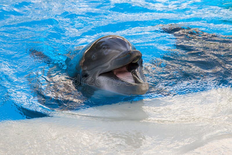 Dolphin baby stock image. Image of pool, closeup, swim - 37177129