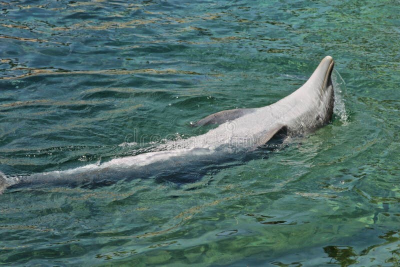 Dolphin on it s back stock photo. Image of wave, tropical - 1220280