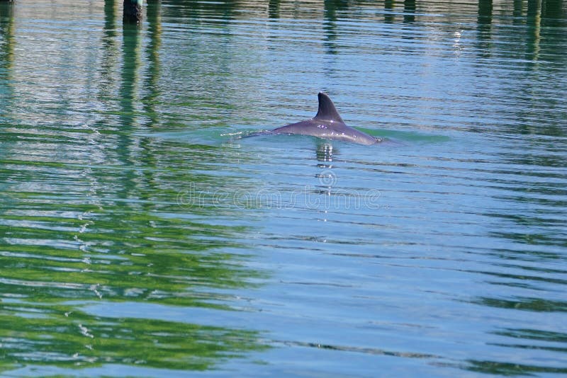 Dolphin on it s back stock photo. Image of wave, tropical - 1220280