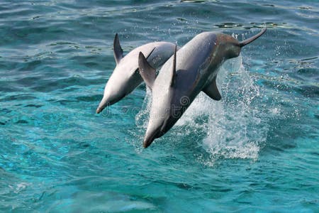 Two Dolphins Leaping Out Stock Photos - Free & Royalty-Free Stock ...