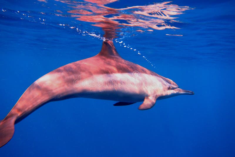 Dolphin in the blue sea stock photo. Image of hecht, deep - 36182632