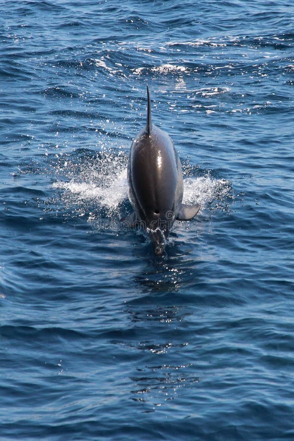 Dolphin in blue water stock photo. Image of ocean, light - 62771418