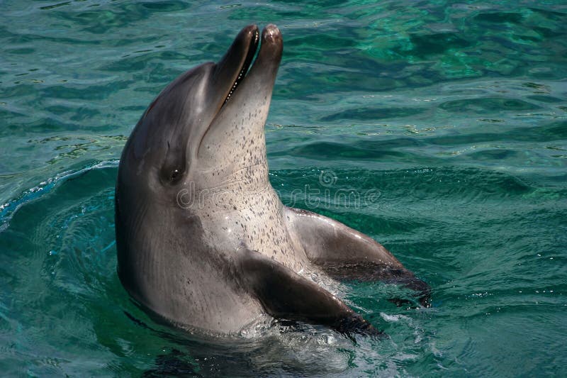 Dolphin Bottle-nose Picture. Image: 8116918