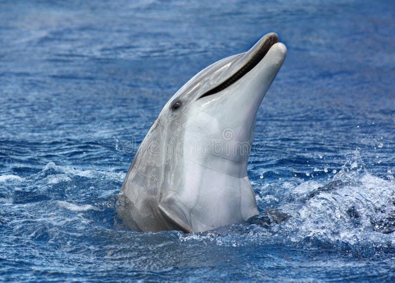 Dolphin, Bottled Nose stock photo. Image of ocean, fish - 14507354