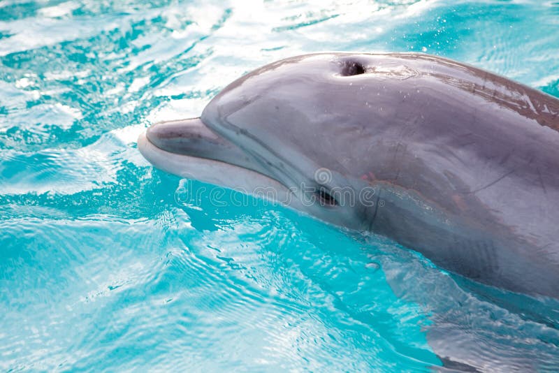 Wholphin