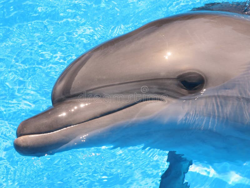 Dolphin Head Picture - Stock Photos Stock Image - Image of backdrop ...