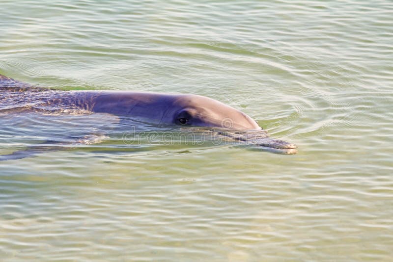 Dolphin close up stock image. Image of beautiful, wildlife - 39678297