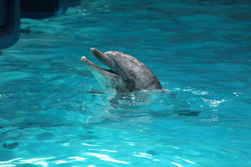 Dolphin Close Up stock image. Image of animal, fish - 117208931