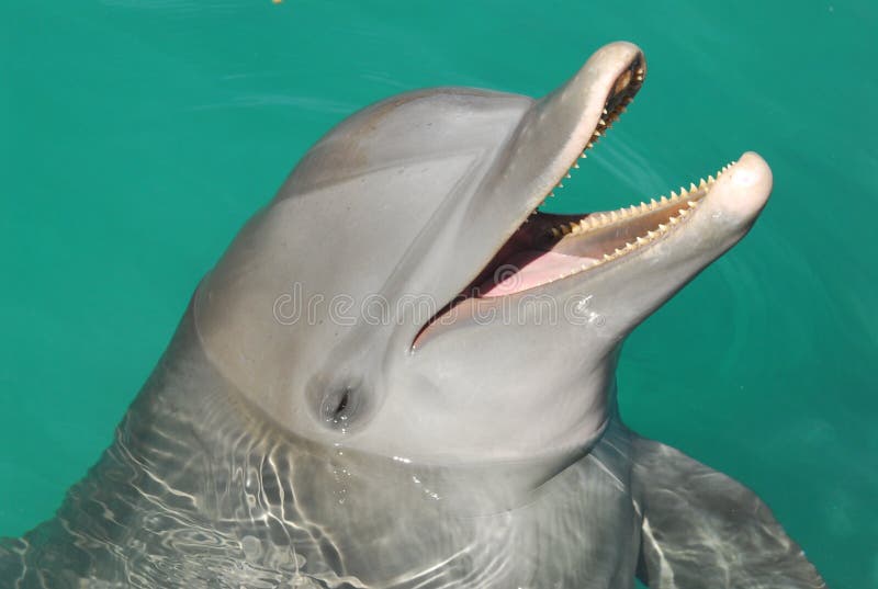 Dolphin stock photo. Image of dolphin, endangered, marine - 33326834