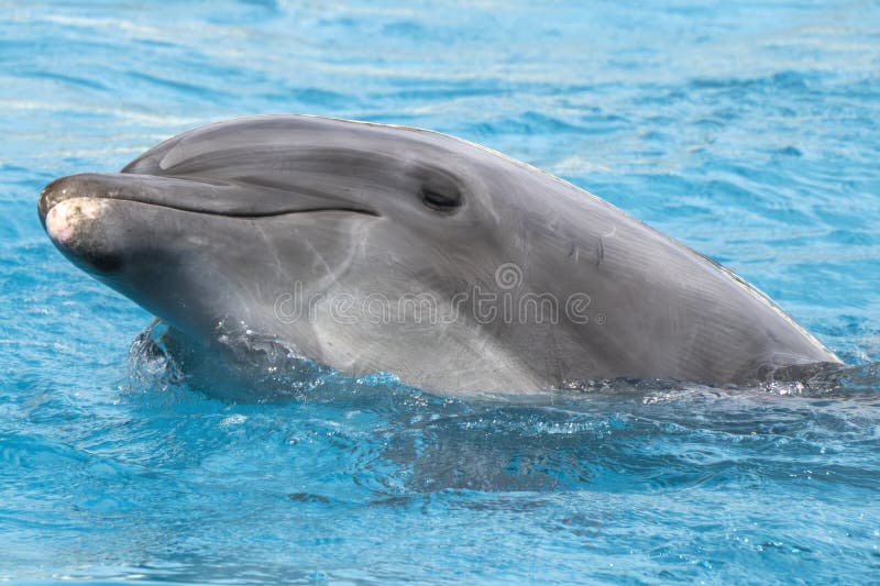 Dolphin Close Up Portrait in Blue Water Looking at You Stock Image ...