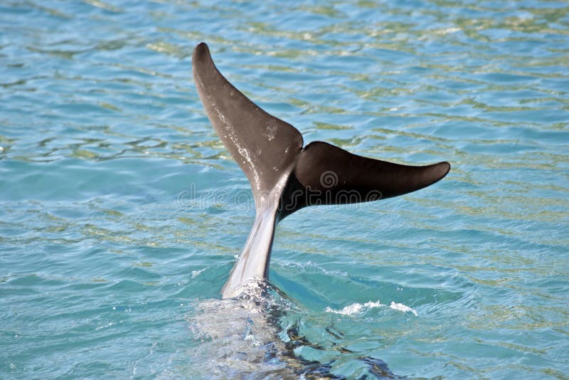 Dolphin stock image. Image of diving, grey, australia - 98170415
