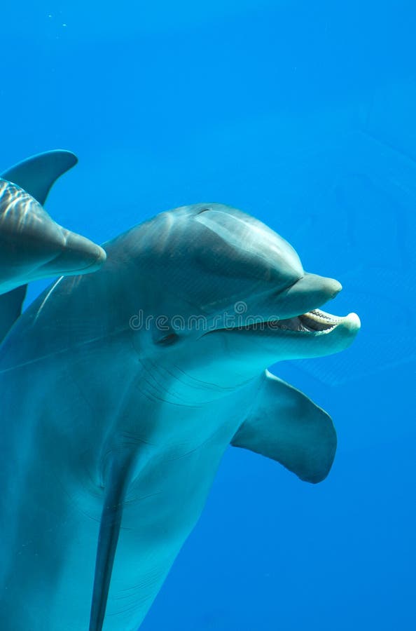 Dolphin. stock image. Image of aquarium, marine, dolphin - 100113933