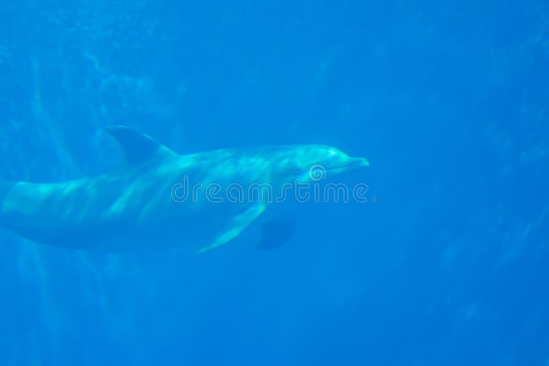 A dolphin in the deep. stock image. Image of bottlenose - 197041631