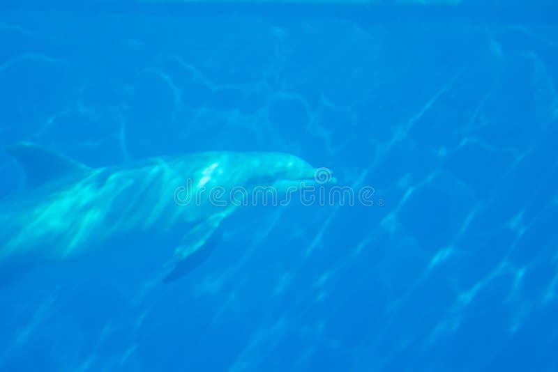 A dolphin in the deep. stock photo. Image of dolphin - 197041784