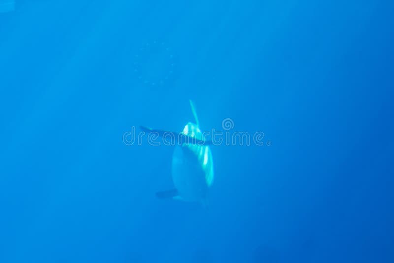 A dolphin in the deep. stock photo. Image of aquatic - 197043292