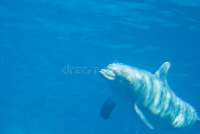 A dolphin in the deep. stock image. Image of cute, island - 197042803